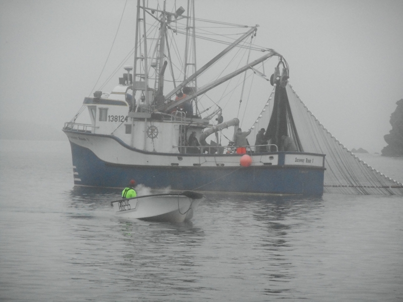 A Day in the Life of a Caplin Seiner